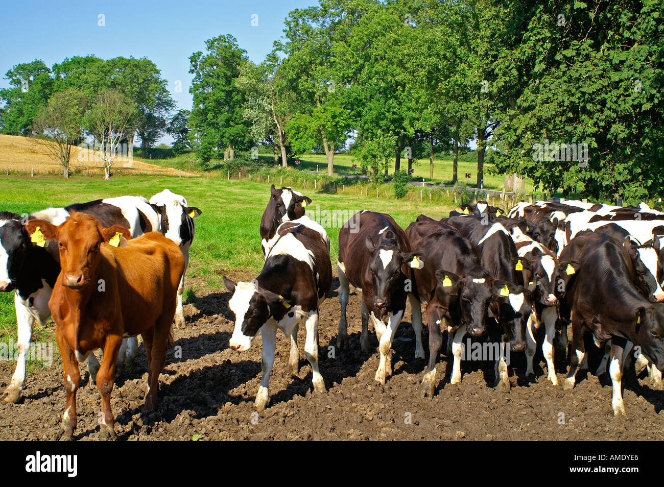 Steers head hi-res stock photography and images - Alamy