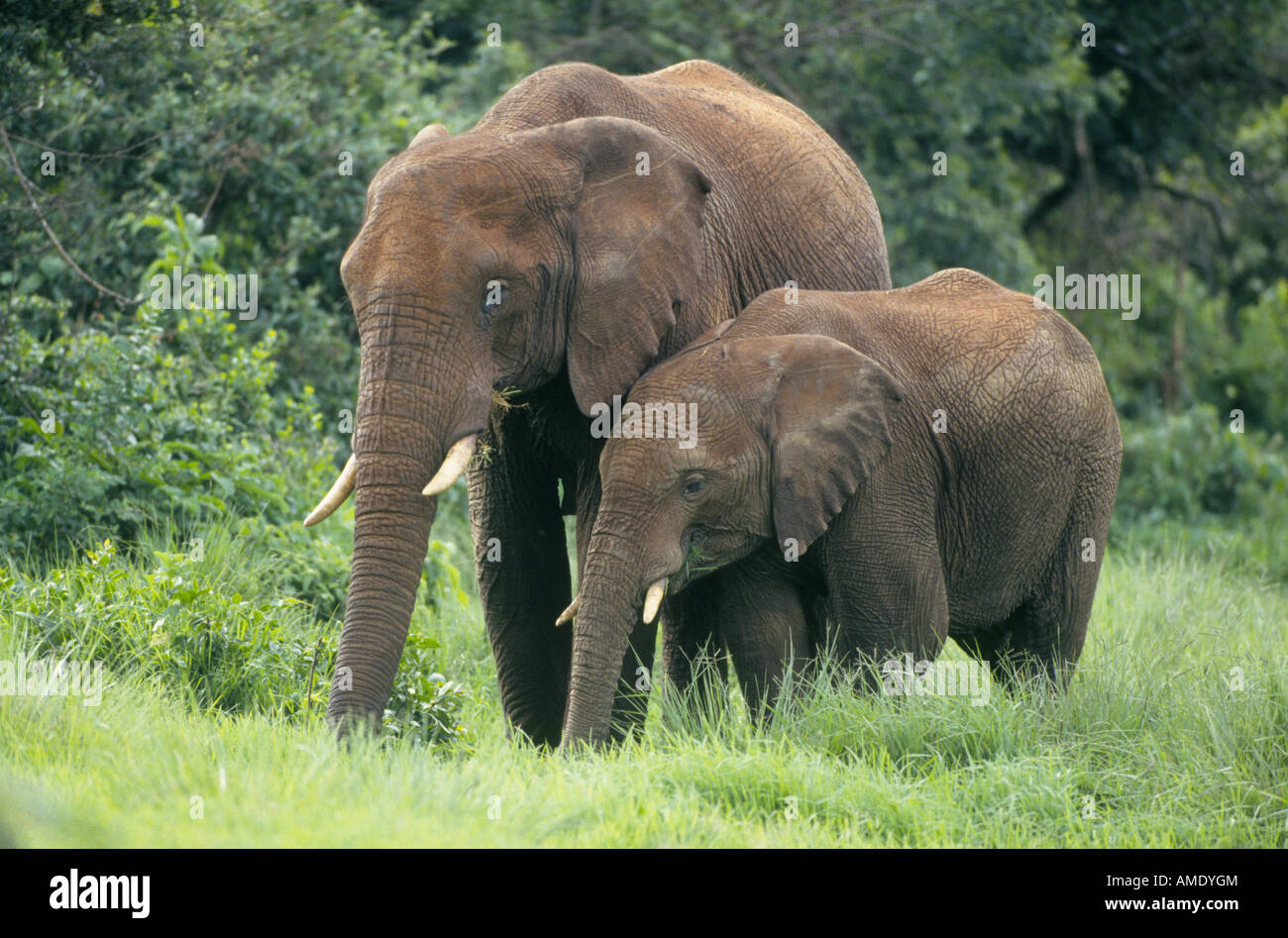 AFRICA EAST AFRICA KENYA A female elephant and her young bull calf in ...