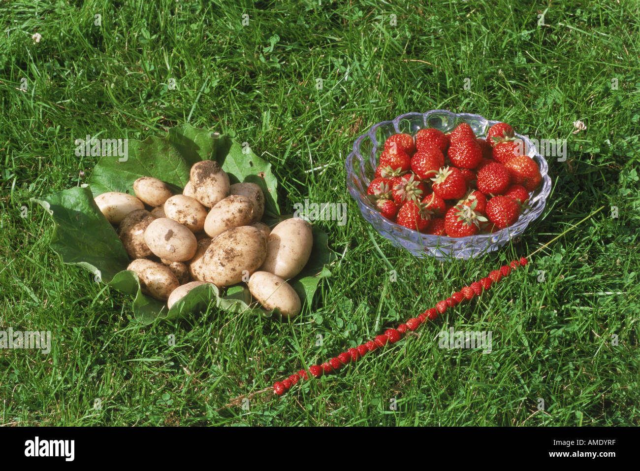 Smultron hi-res stock photography and images - Alamy