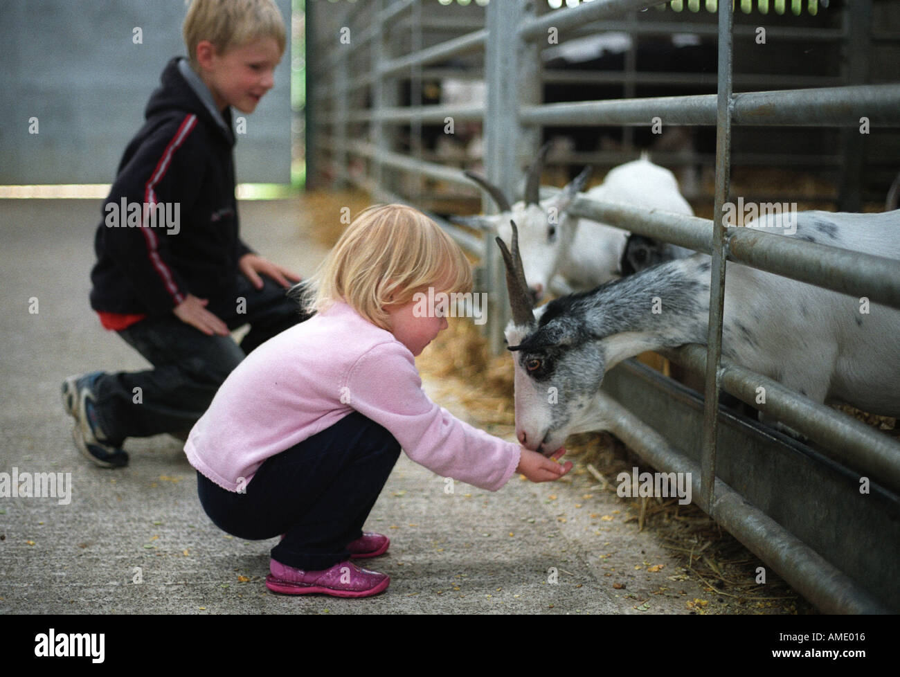 School kids at farm feeding animals hi-res stock photography and images ...