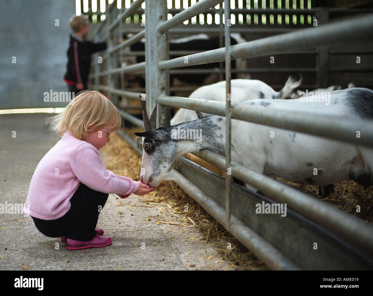 School kids at farm feeding animals hi-res stock photography and images ...