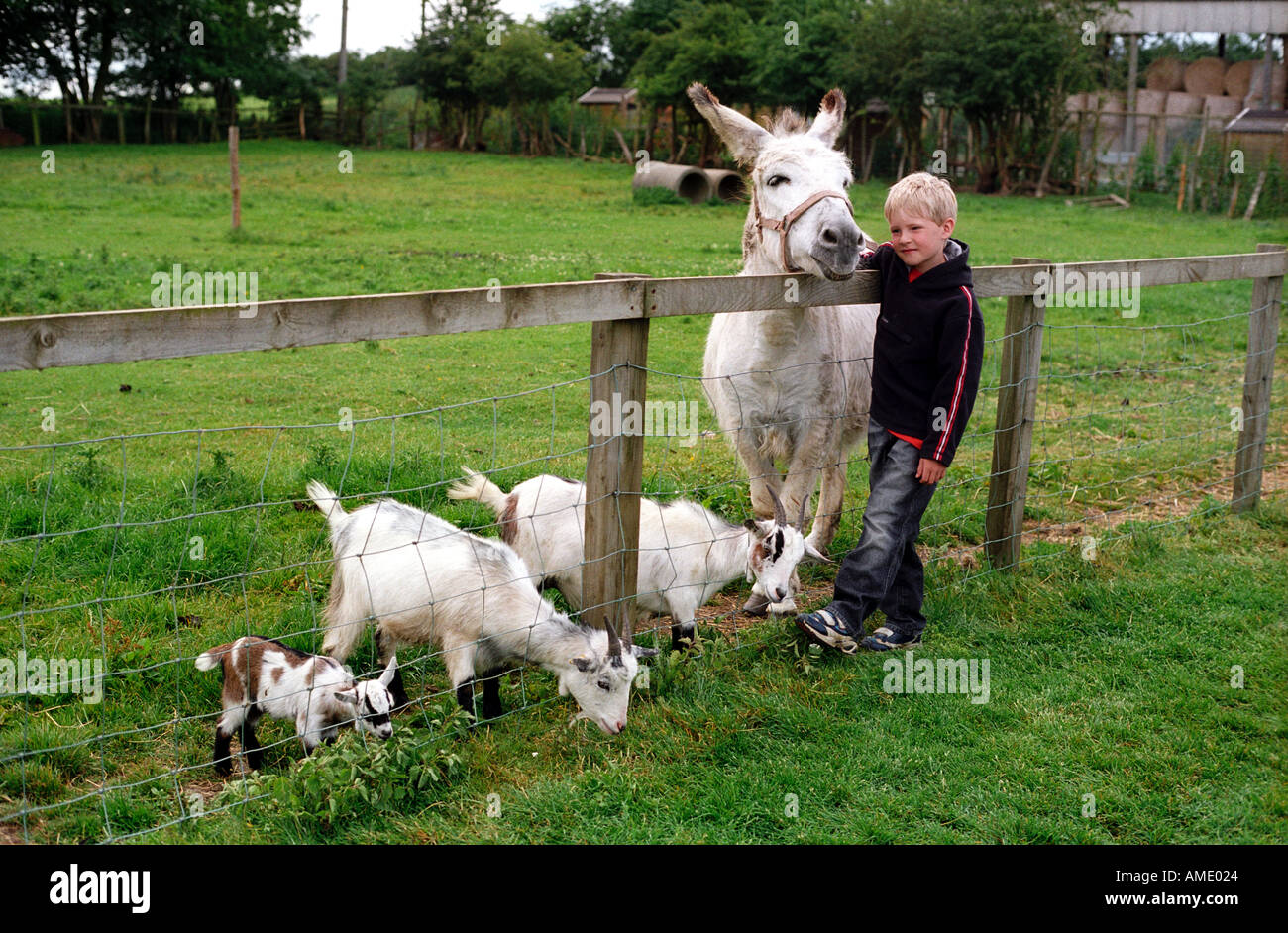 Child with a Donkey and goats Stock Photo - Alamy