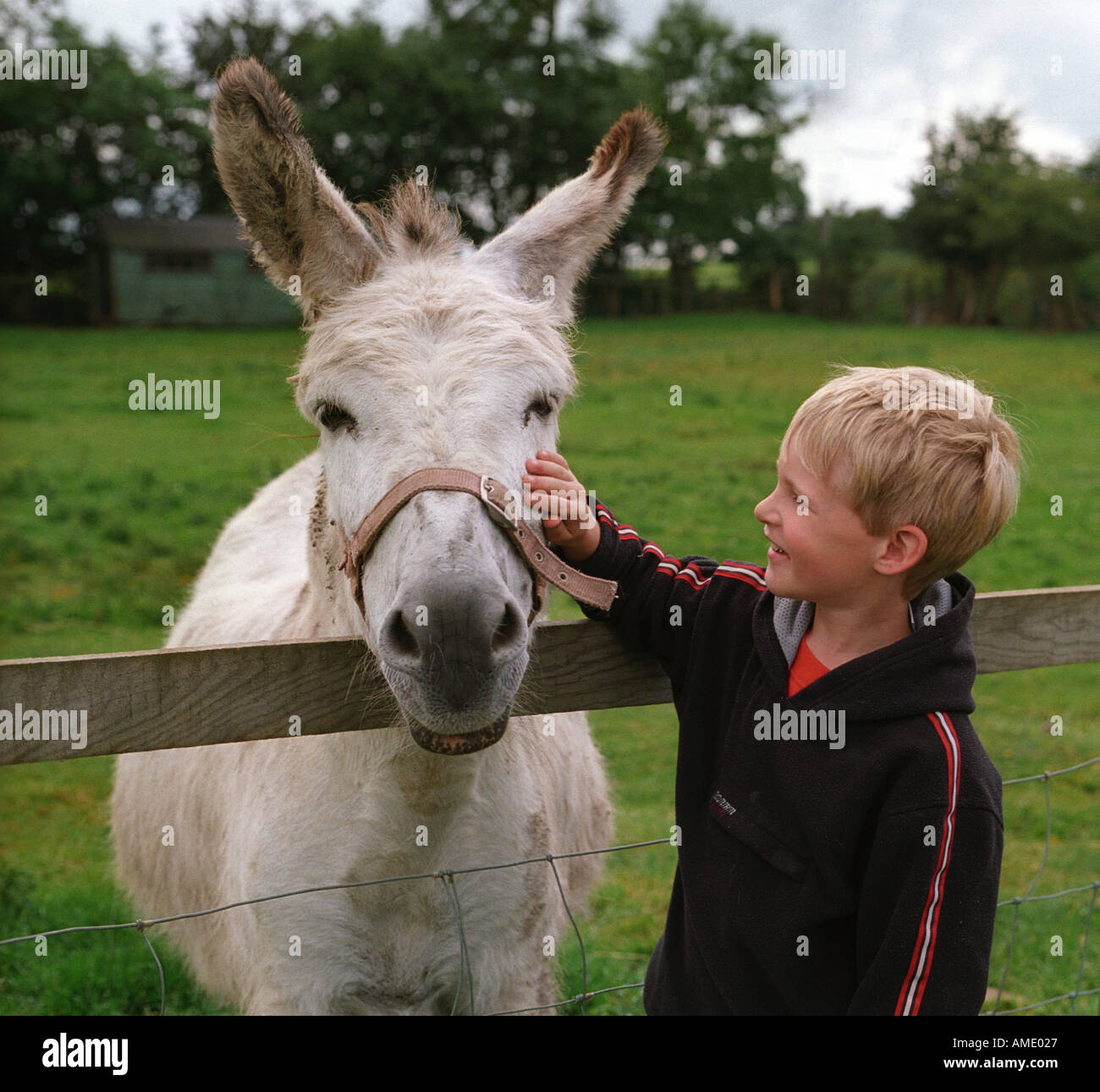 Very gentle donkey hi-res stock photography and images - Alamy