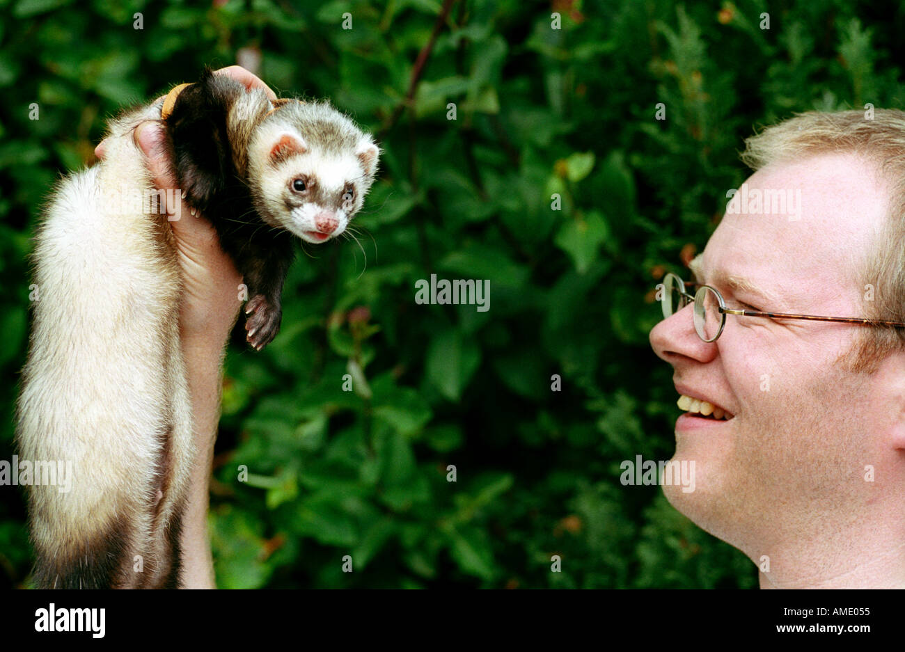 Working ferret hi-res stock photography and images - Alamy