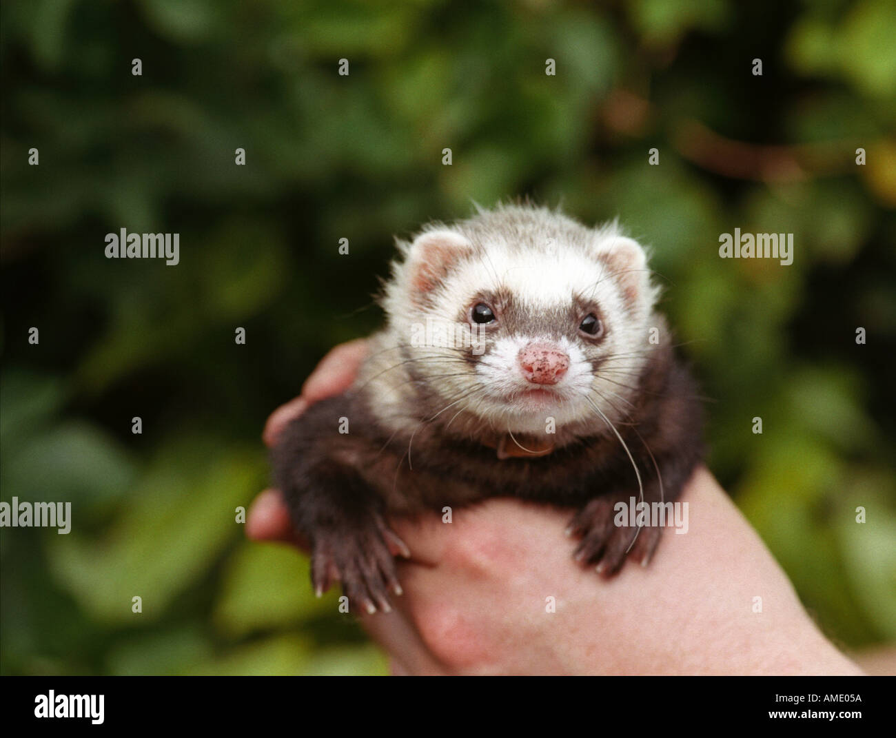 Working ferret hi-res stock photography and images - Alamy