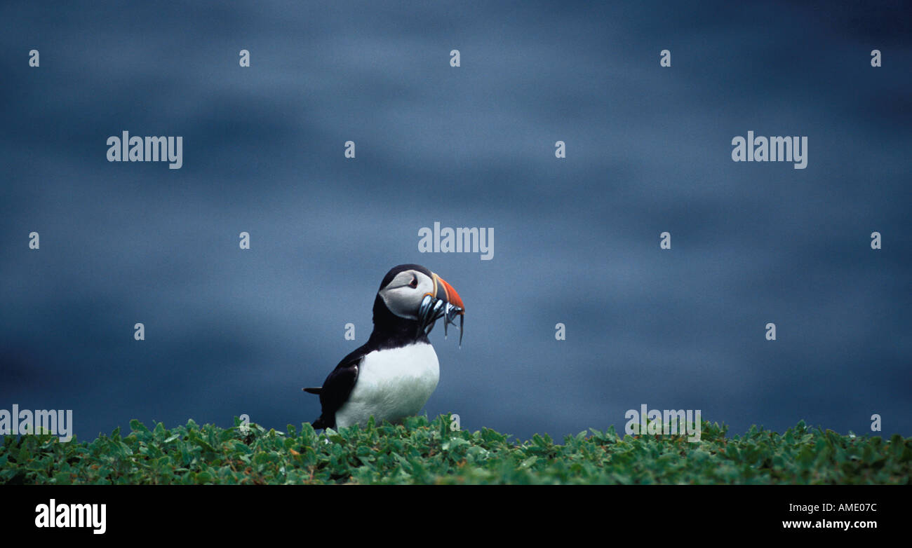 Puffin texture hi-res stock photography and images - Alamy