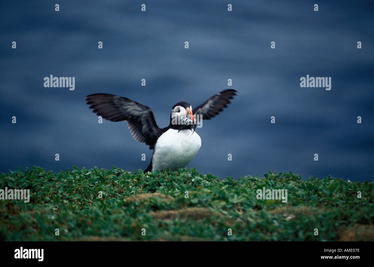 Puffin texture hi-res stock photography and images - Alamy