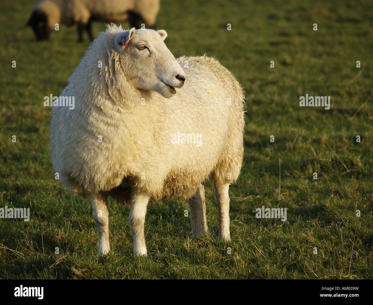Sheep in the early evening sun Stock Photo - Alamy