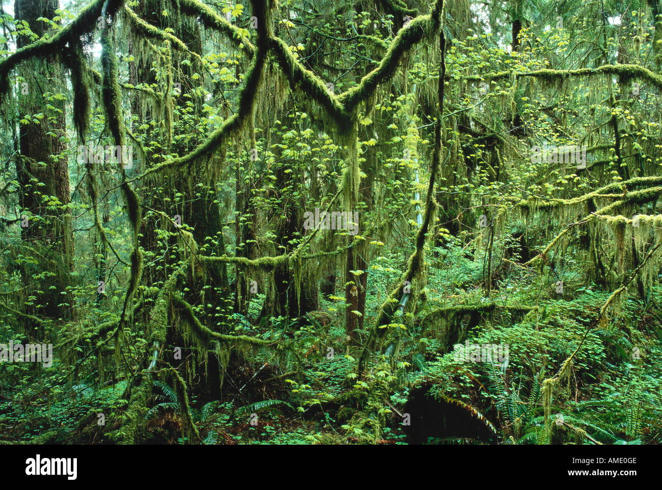 Temperate Rainforest Olympic National Park Washington, USA Stock Photo ...