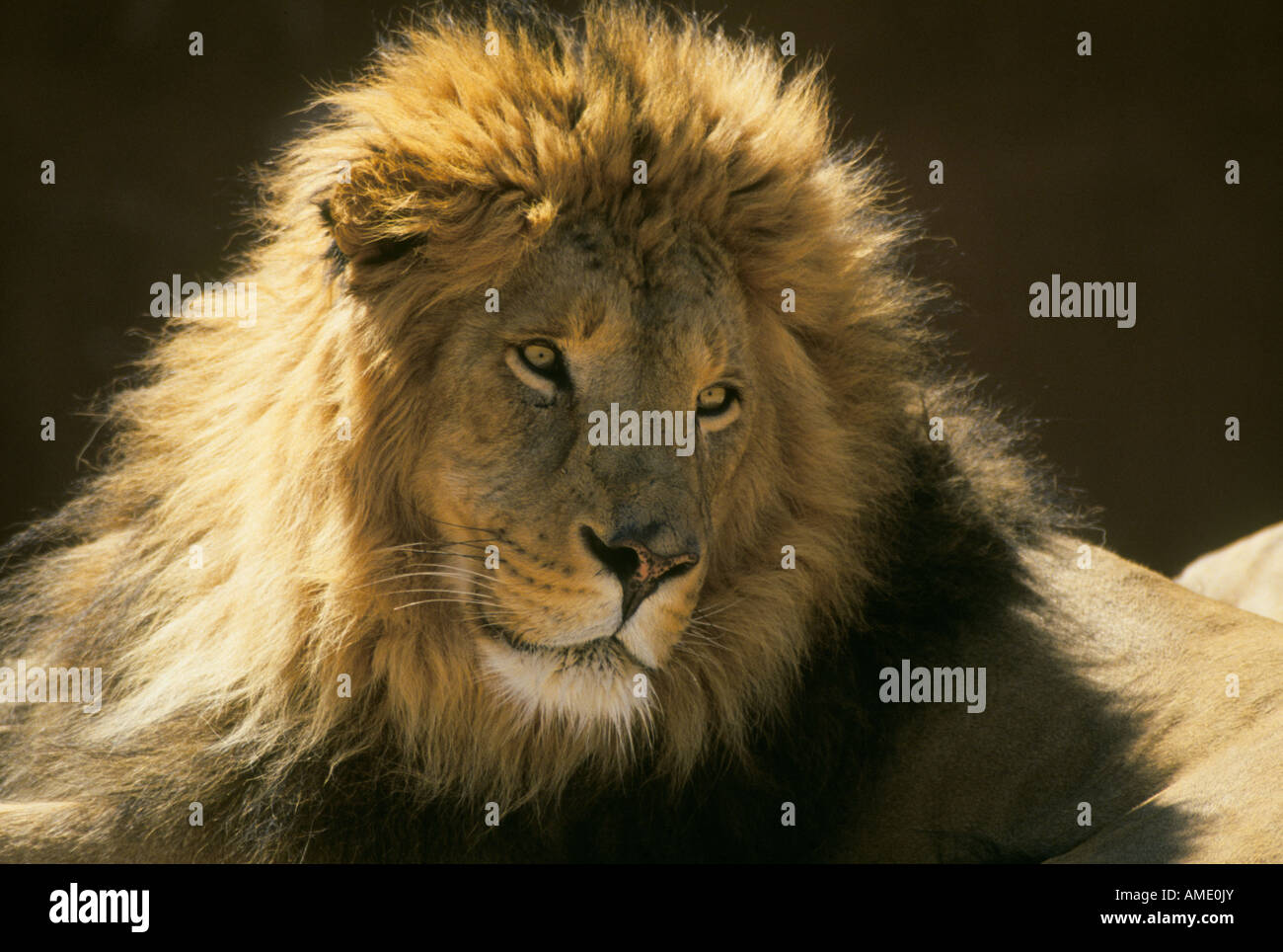 Lion in kopje hi-res stock photography and images - Alamy