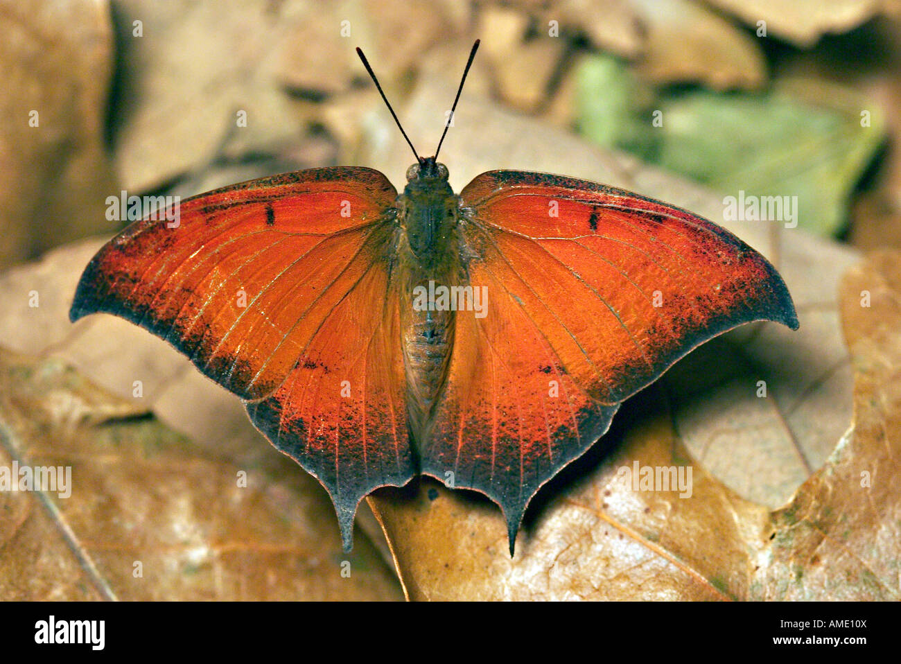 Goatweed Leafwing Anaea andria Aurora Missouri USA 22 October 2003 ...