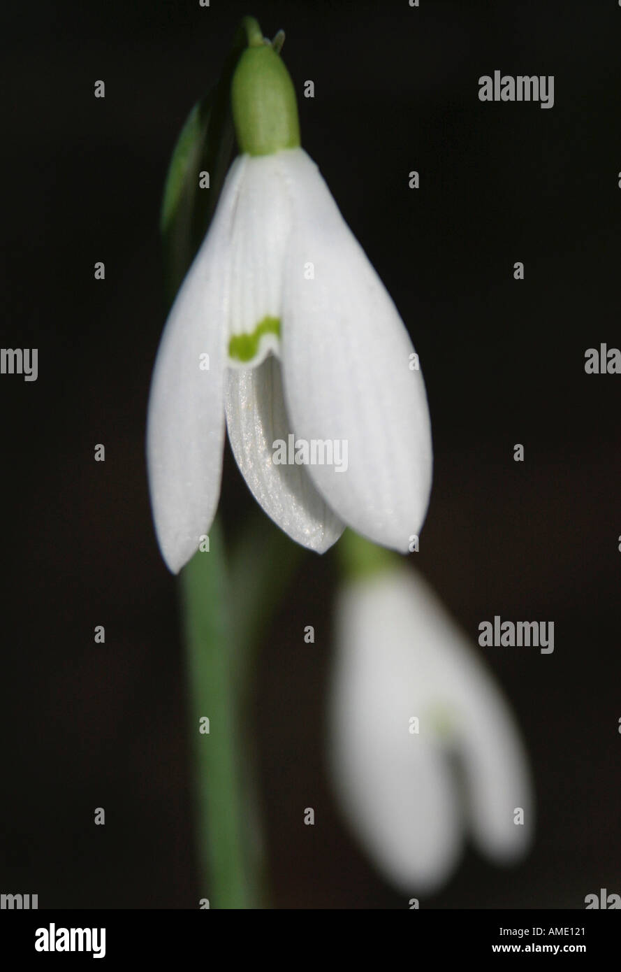 Slender snowdrop hi-res stock photography and images - Alamy