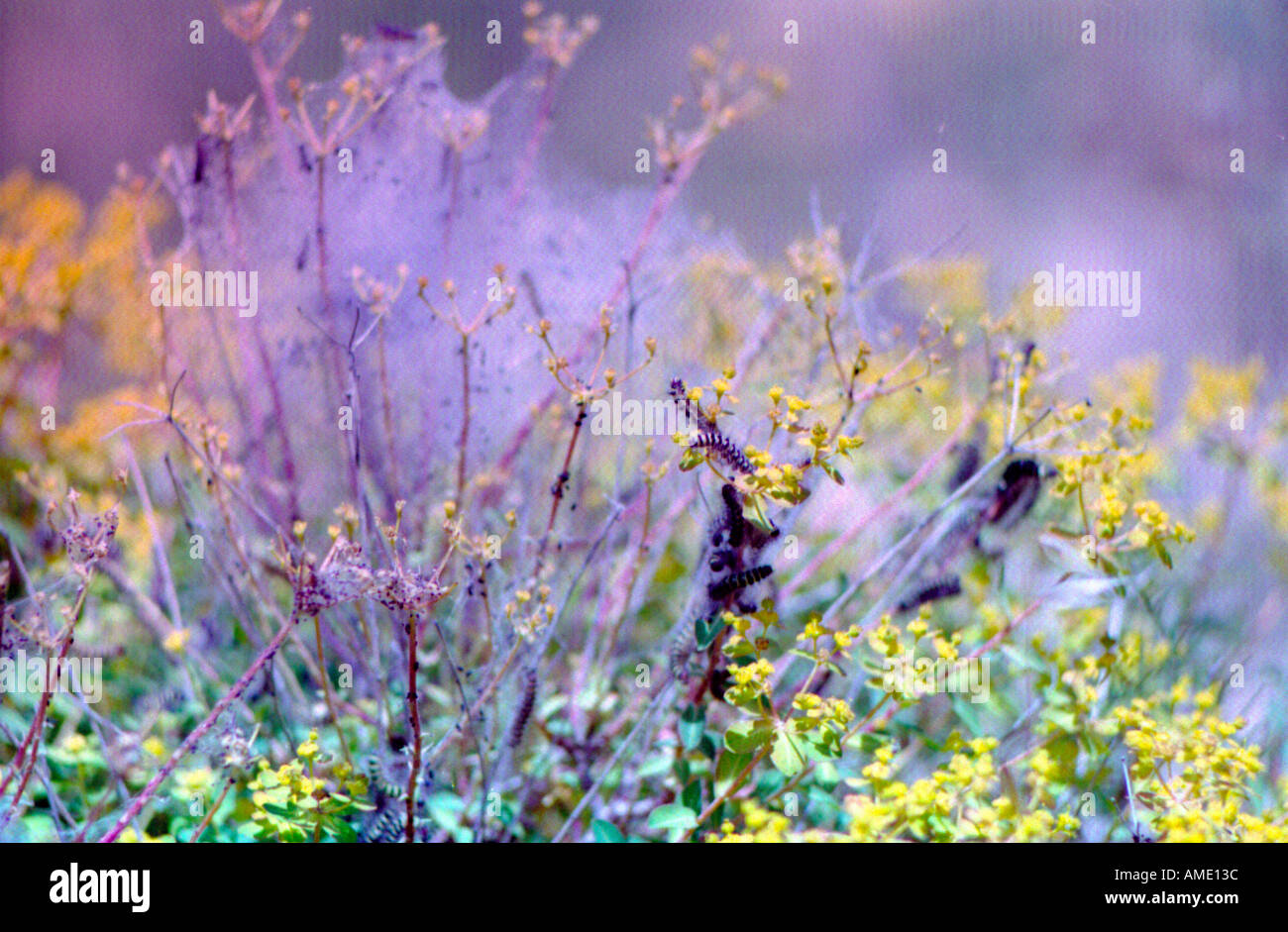 hairworm activity on a wild plant lebanon Stock Photo - Alamy