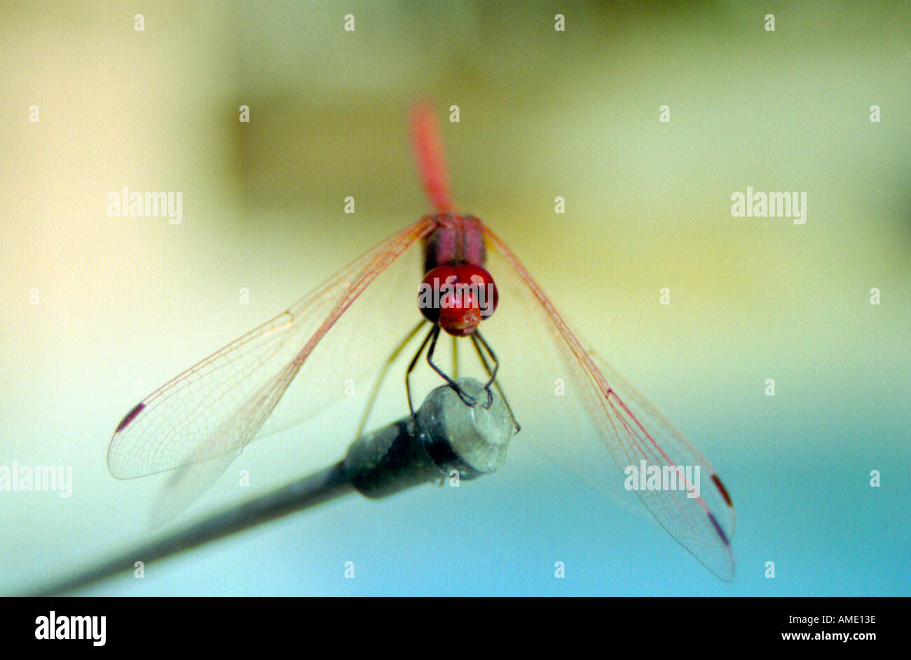 dragonfly activity lebanon Stock Photo - Alamy