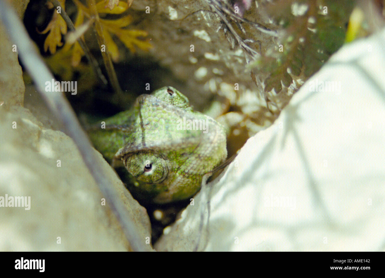 Animal ambush attack hi-res stock photography and images - Alamy