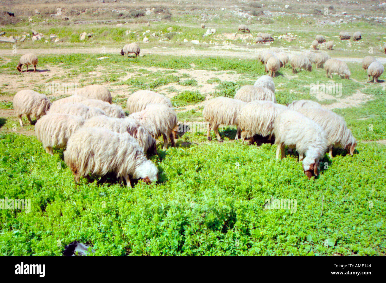 green field and sheep grass eating lebanon Stock Photo - Alamy