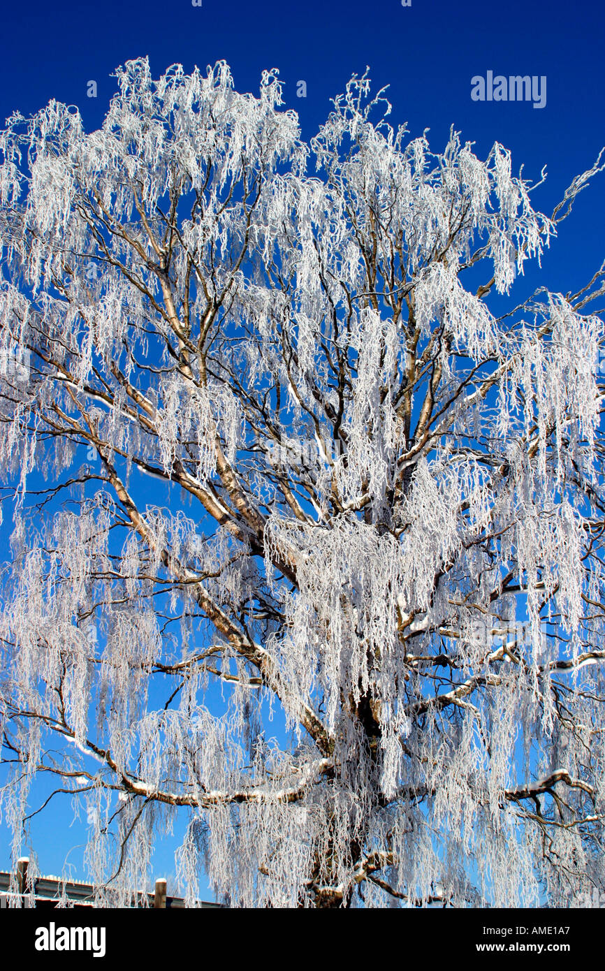 Silver birch tree hung with snow and frost Stock Photo - Alamy