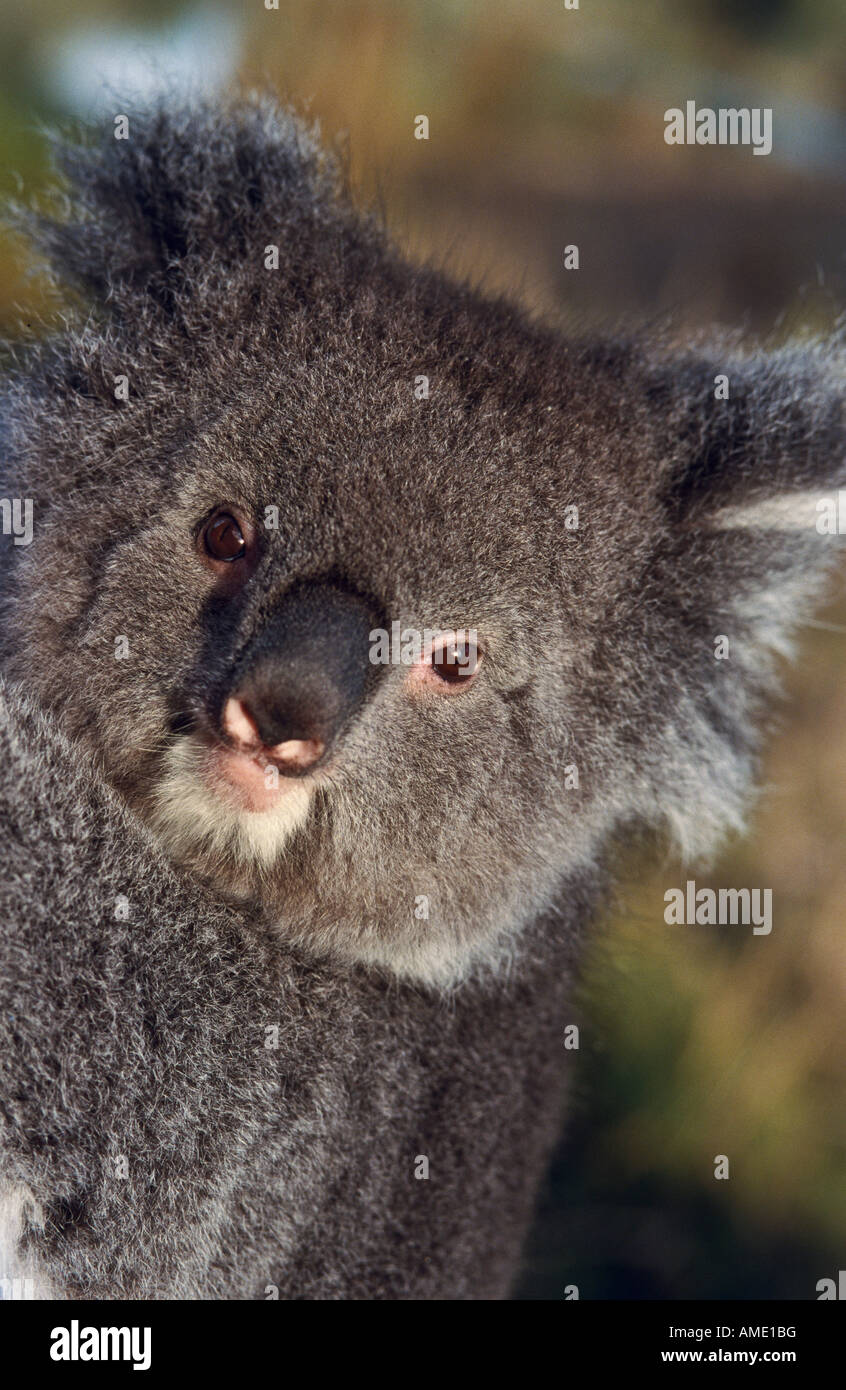 Black nose koala hi-res stock photography and images - Alamy