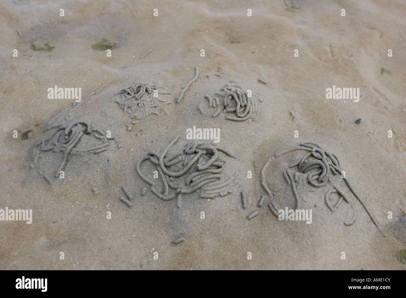 Lugworm casts on sandy beach Normandy France Stock Photo - Alamy