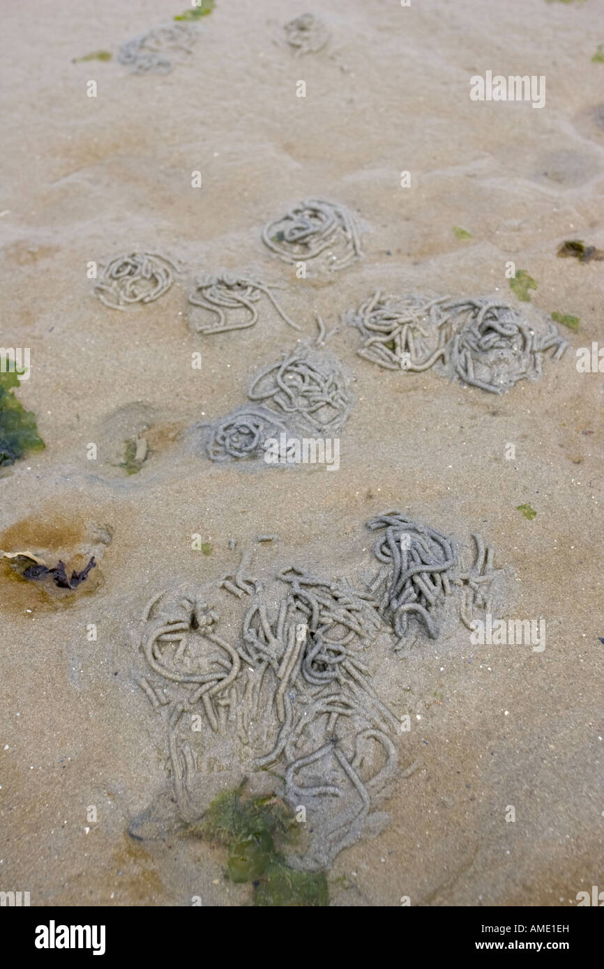 Lugworm casts on sandy beach Normandy France Stock Photo - Alamy