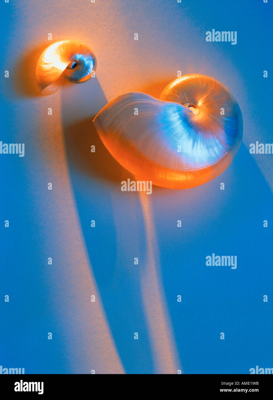 Nautilus shell two hi-res stock photography and images - Alamy