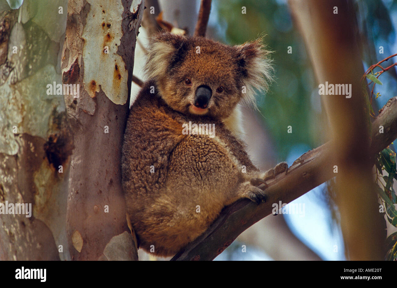 Koala portrait tree profile hi-res stock photography and images - Alamy