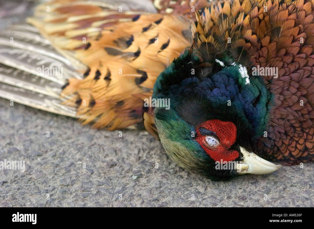 Road-killed pheasant lying on tarmac Stock Photo - Alamy