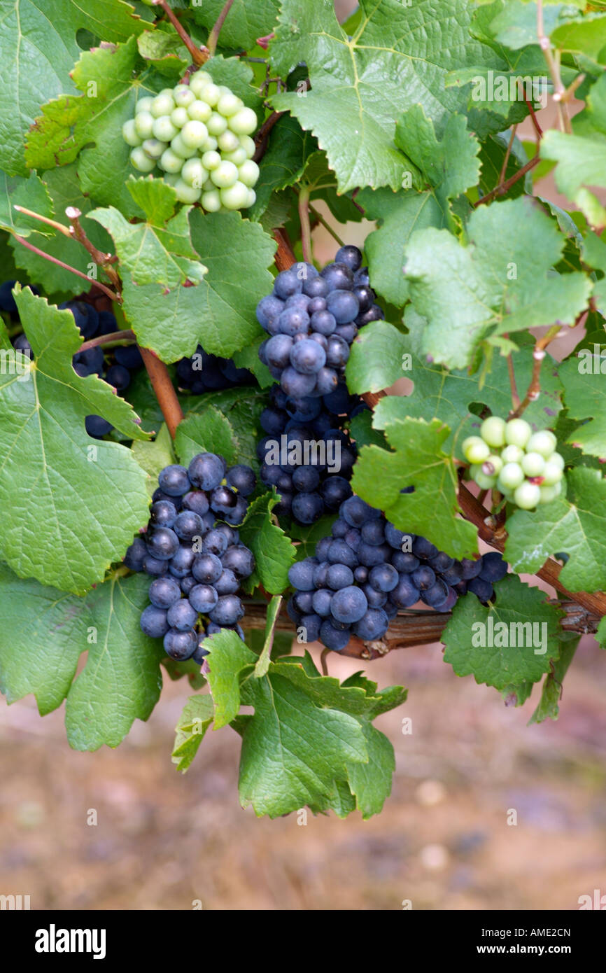 Vintage french france burgundy hi-res stock photography and images - Alamy