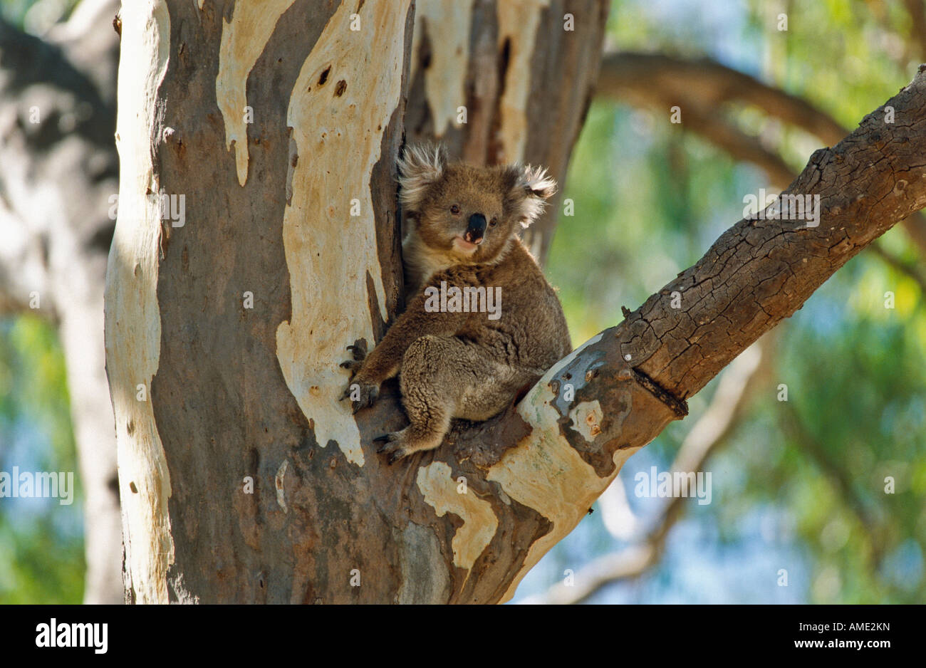 Koala portrait tree profile hi-res stock photography and images - Alamy