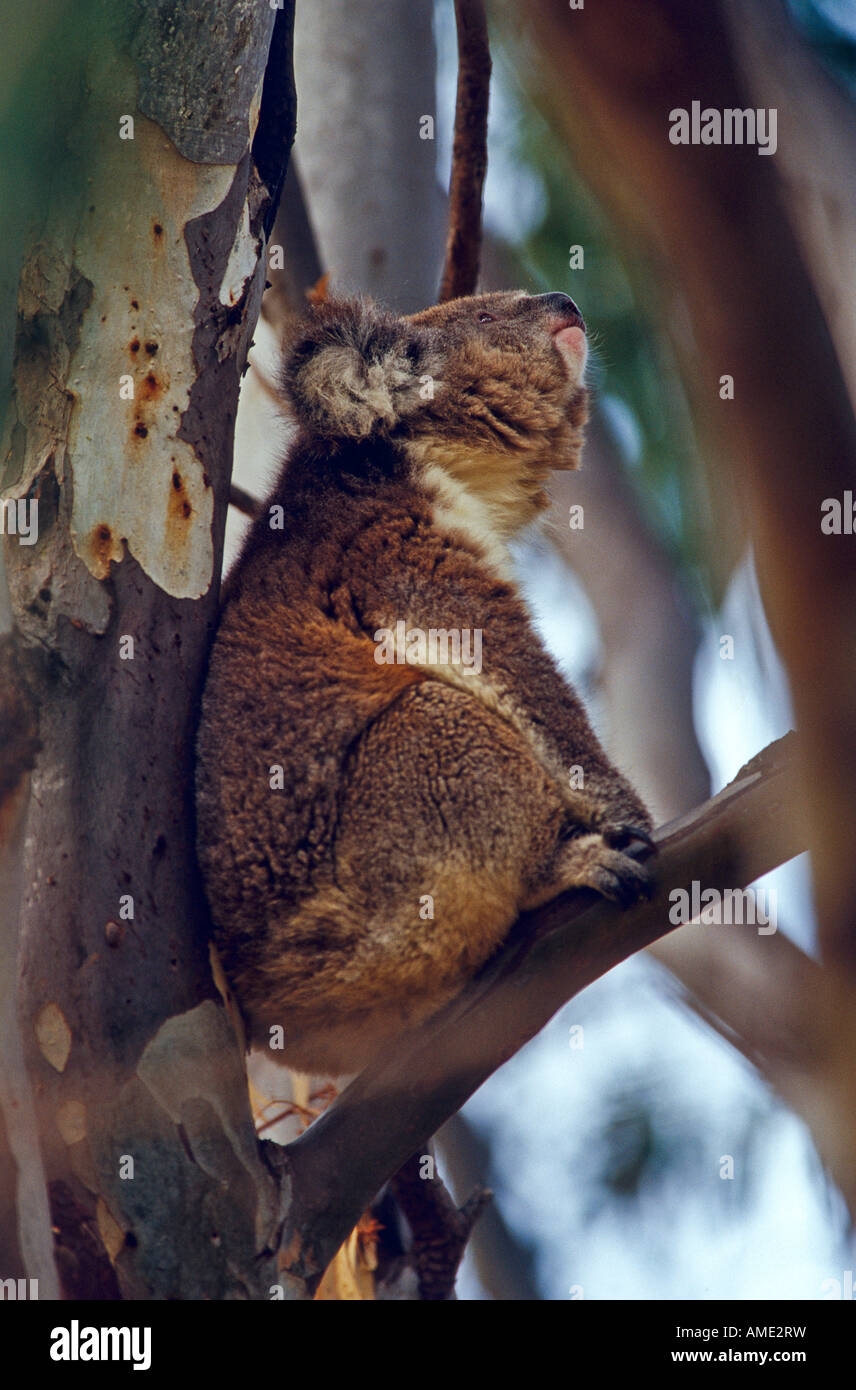 Koala portrait tree profile hi-res stock photography and images - Alamy