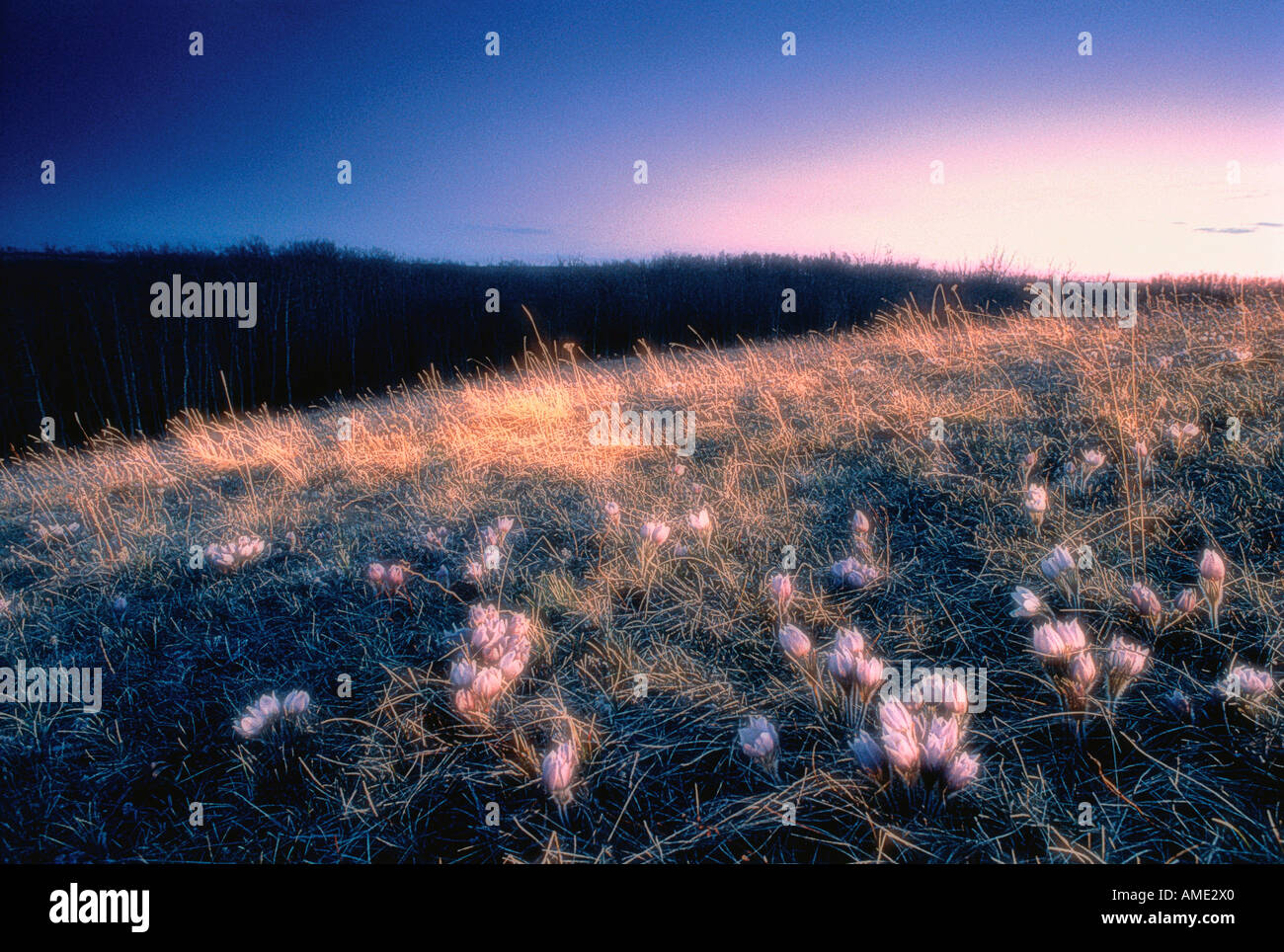 Crocus Field at Sunset Alberta, Canada Stock Photo - Alamy