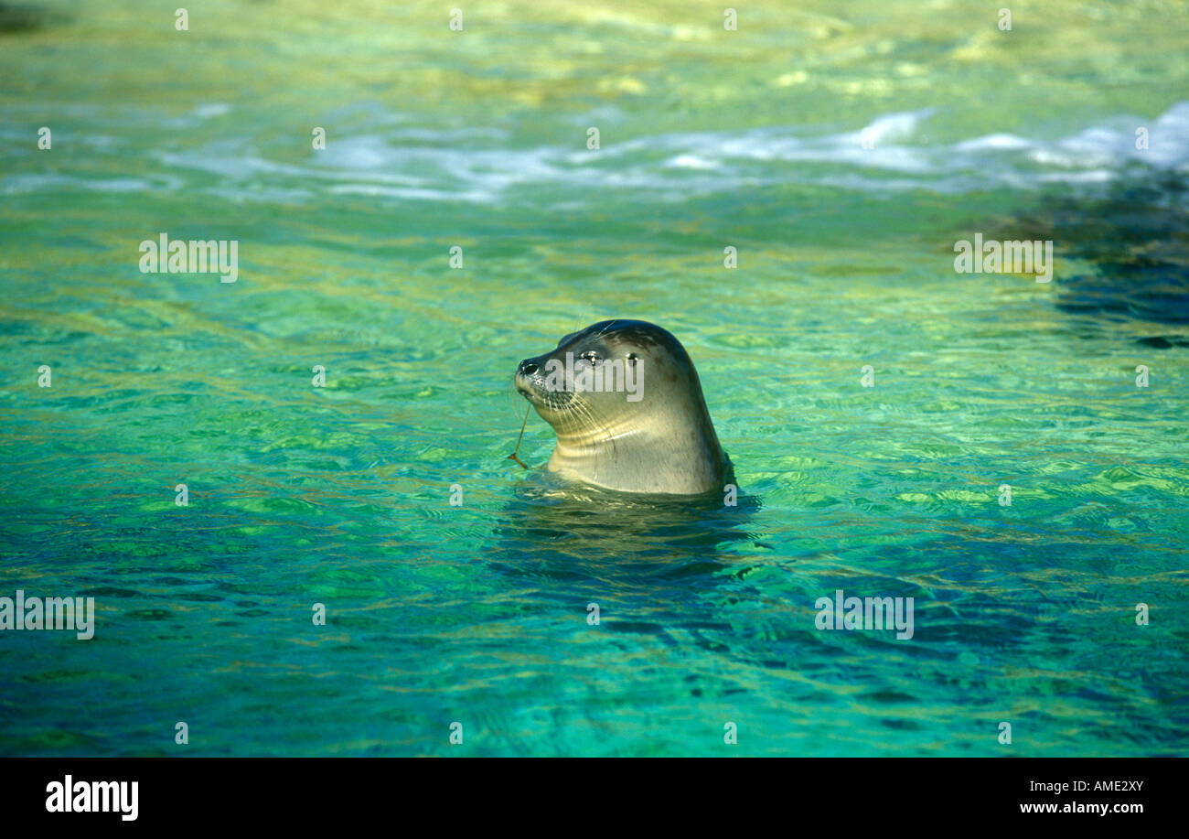 portrait of a seal Stock Photo - Alamy