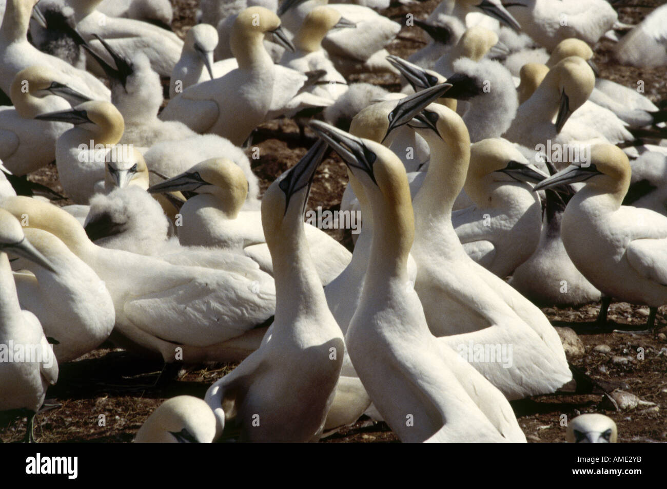 Colony of sea birds on Bonaventure Island near Gaspe Stock Photo - Alamy