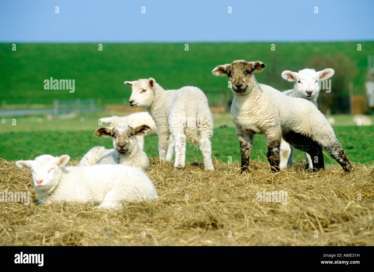 lambs on a farm in North Friesland in Germany Stock Photo - Alamy