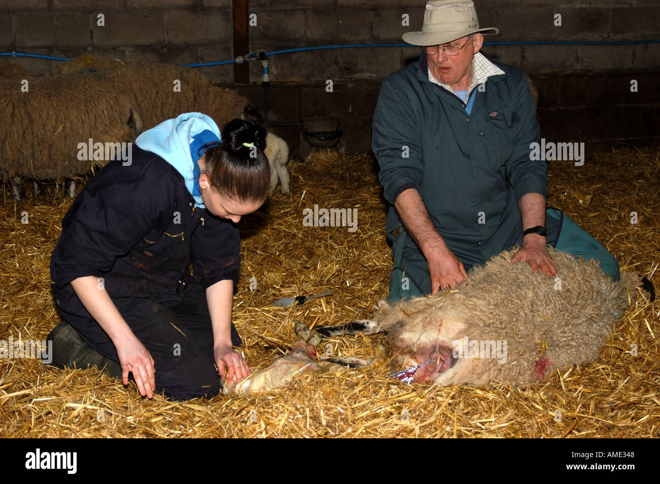 Lamb being born hi-res stock photography and images - Alamy