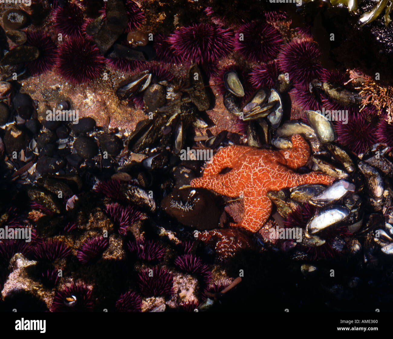Tide pool creatures hi-res stock photography and images - Alamy