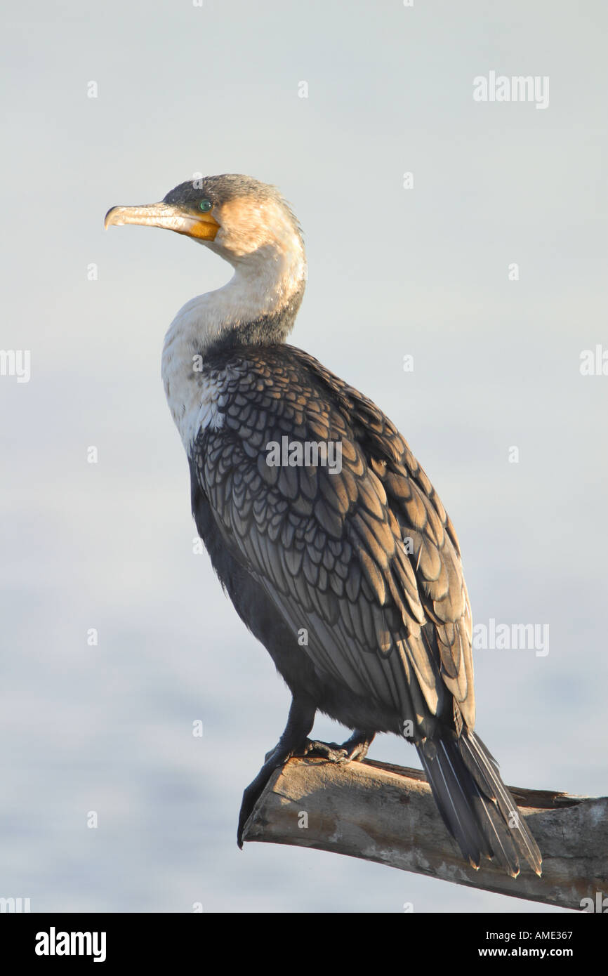Commorant bird hi-res stock photography and images - Alamy