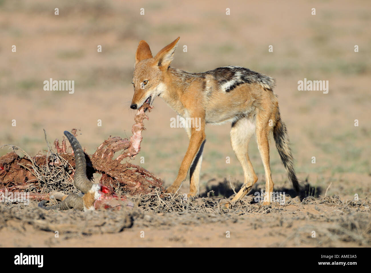 Springbok Bone High Resolution Stock Photography and Images - Alamy