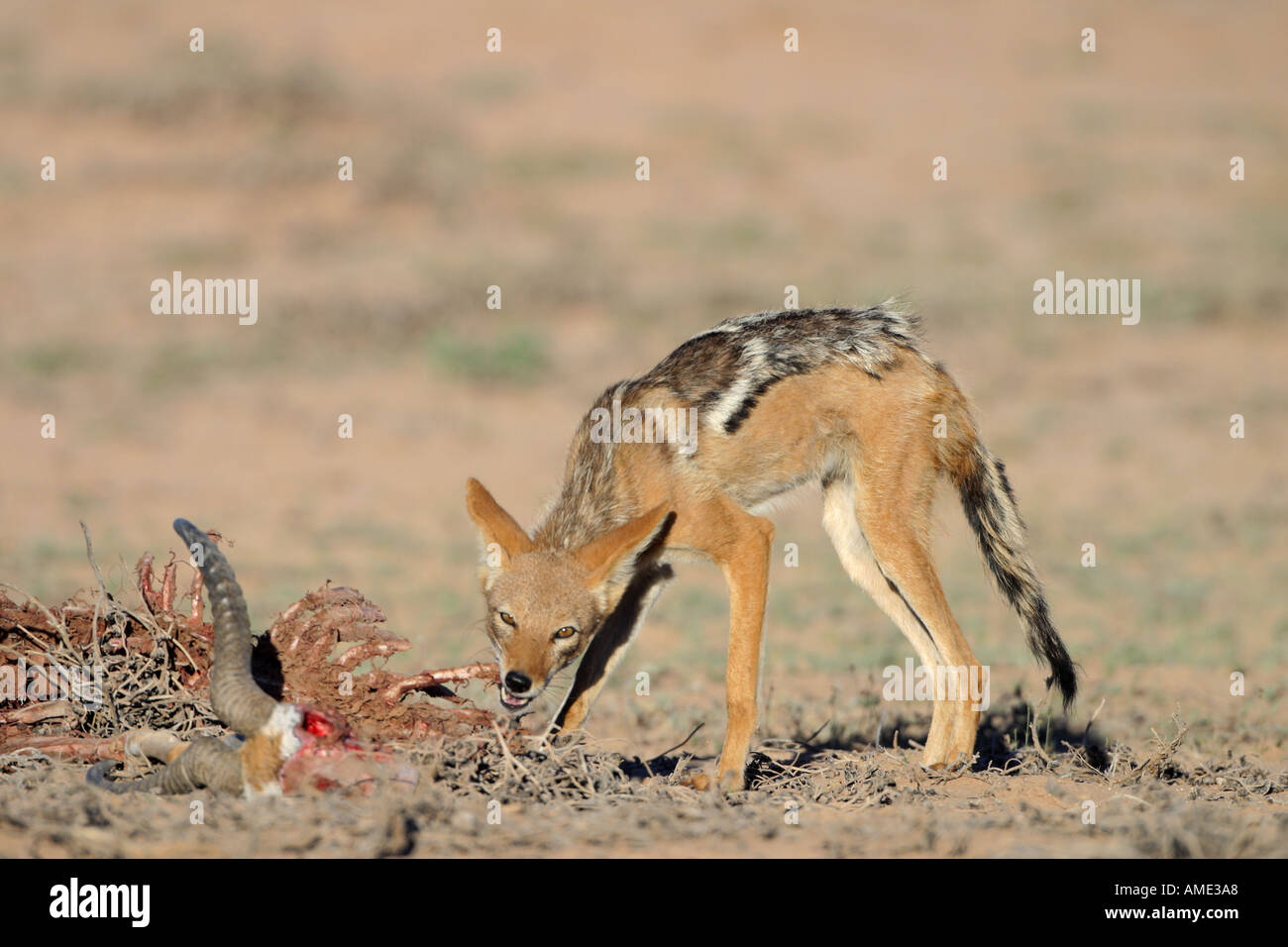 Springbok carcass hi-res stock photography and images - Alamy