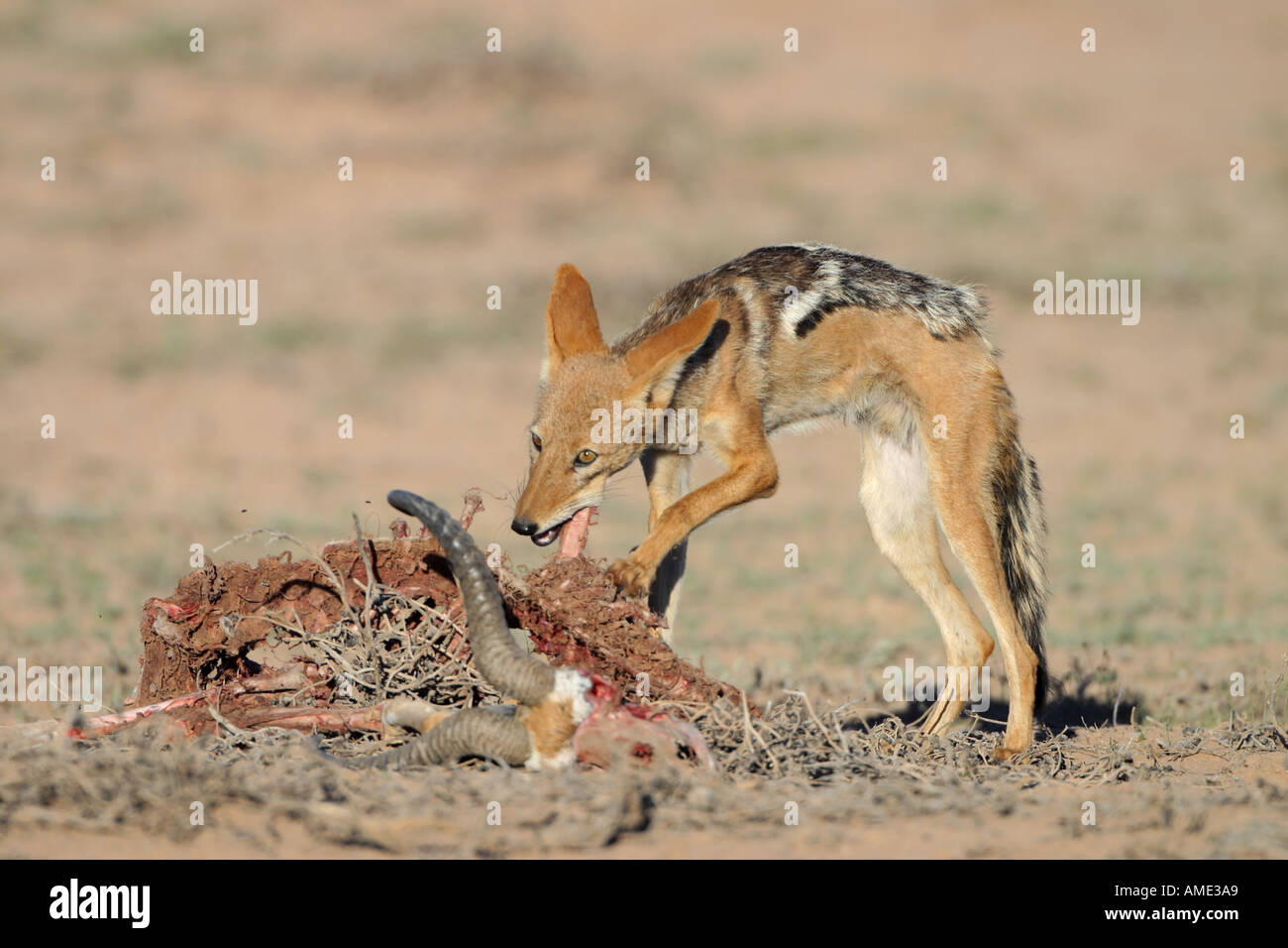 jackal feeding at kill Stock Photo - Alamy