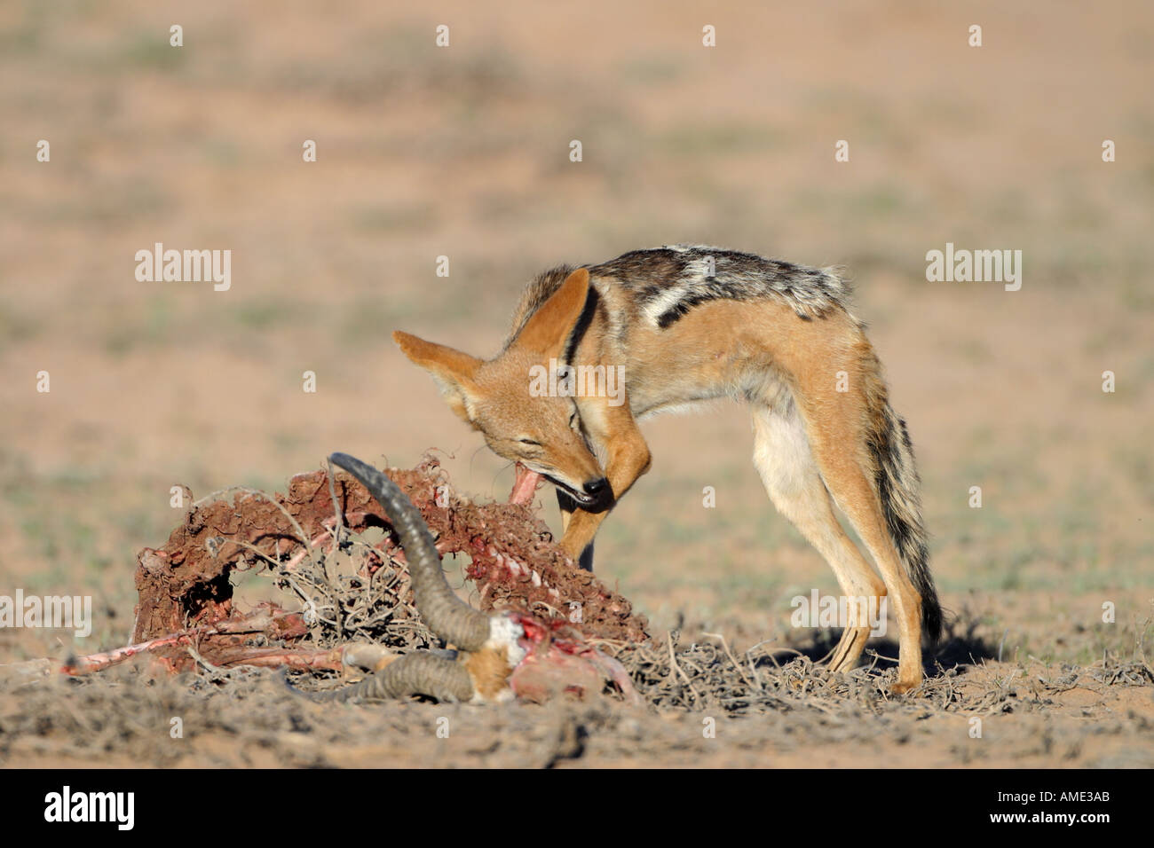 jackal feeding at kill Stock Photo - Alamy
