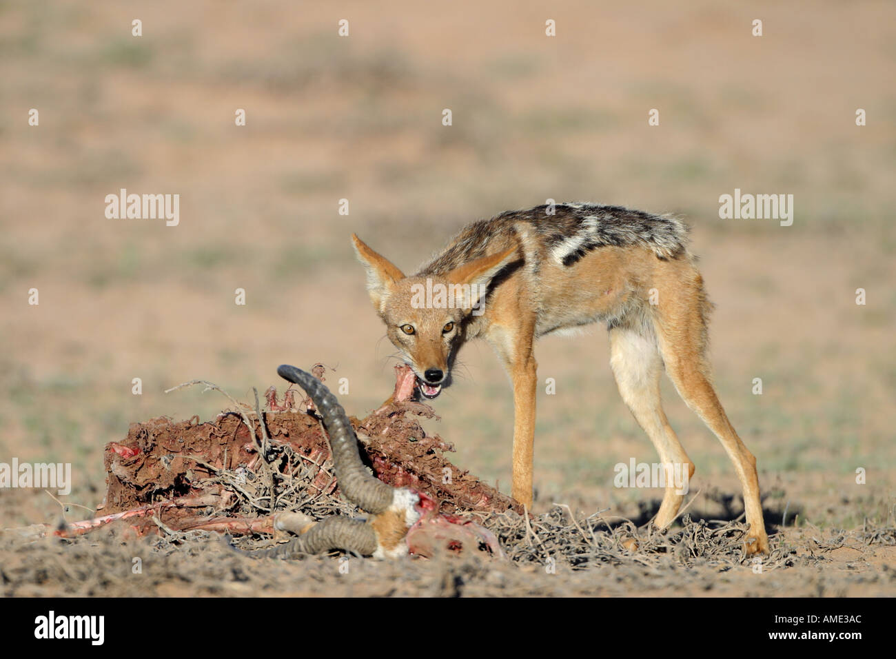 jackal feedingat kill Stock Photo - Alamy