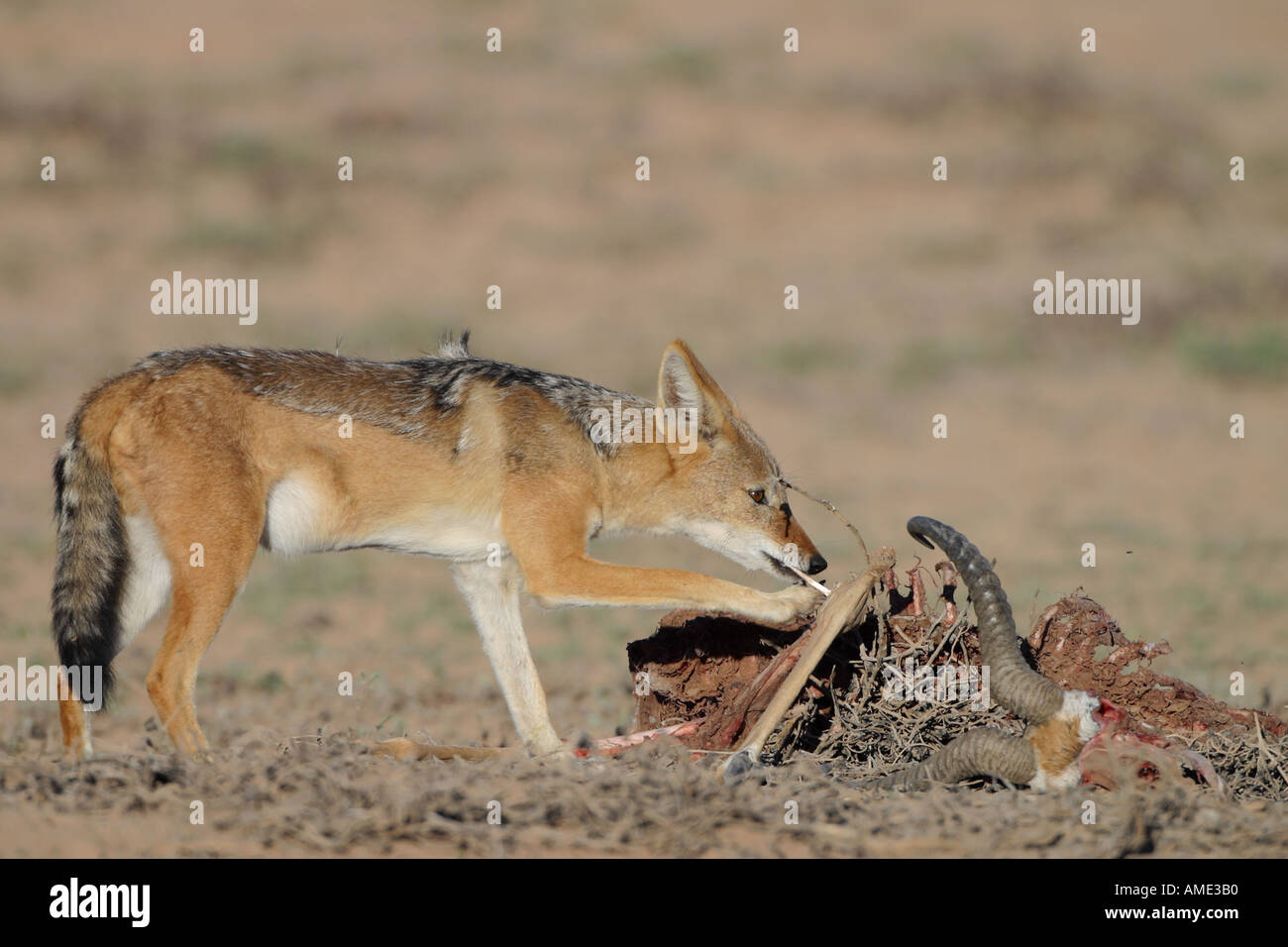 Springbok carcass hi-res stock photography and images - Alamy