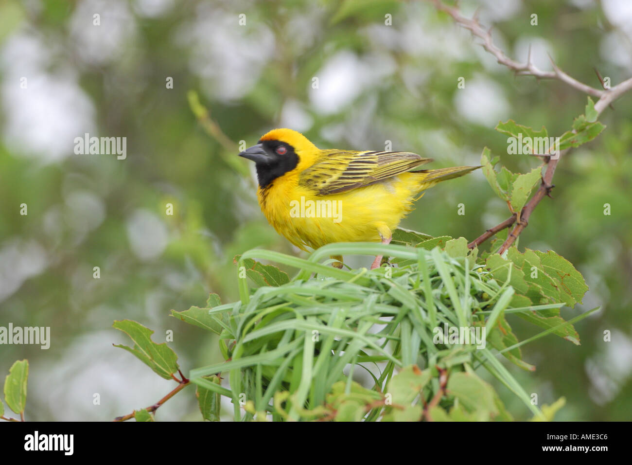 masked weaver nest building Stock Photo - Alamy