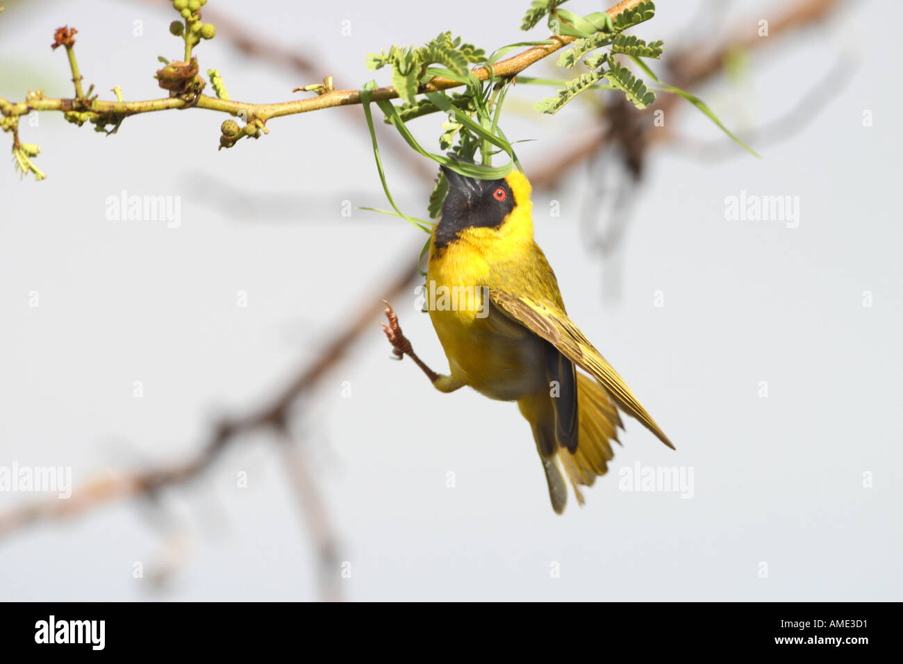 masked weaver nest building Stock Photo - Alamy