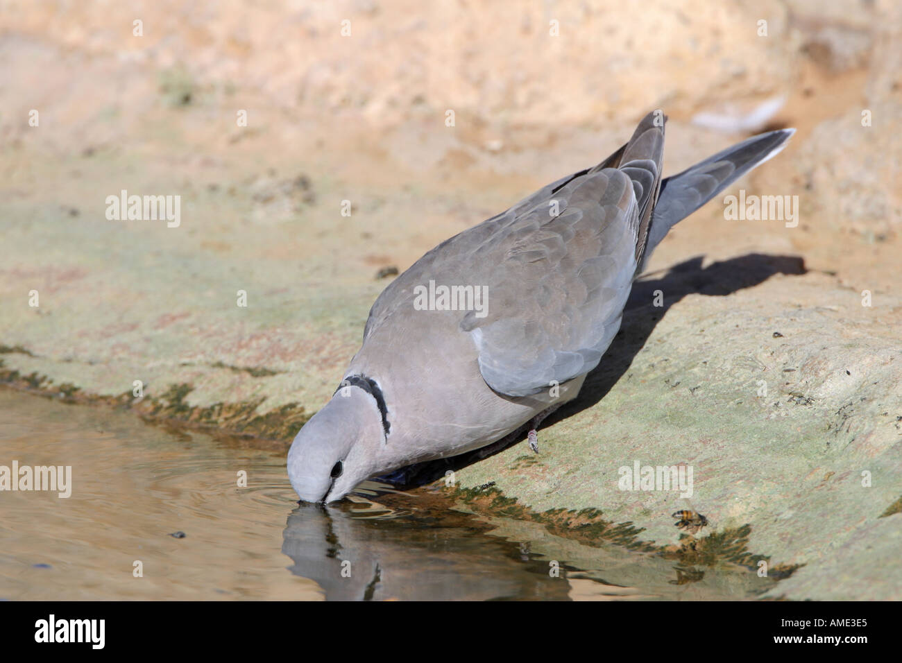 turtle dove drinking Stock Photo - Alamy