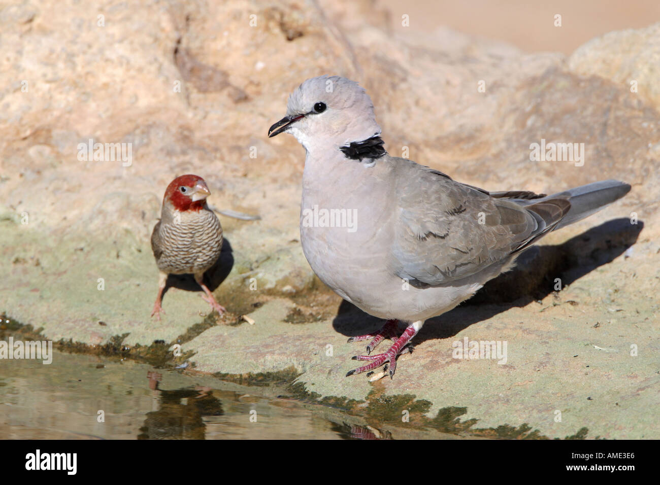 turtle dove and redheaded finch Stock Photo - Alamy