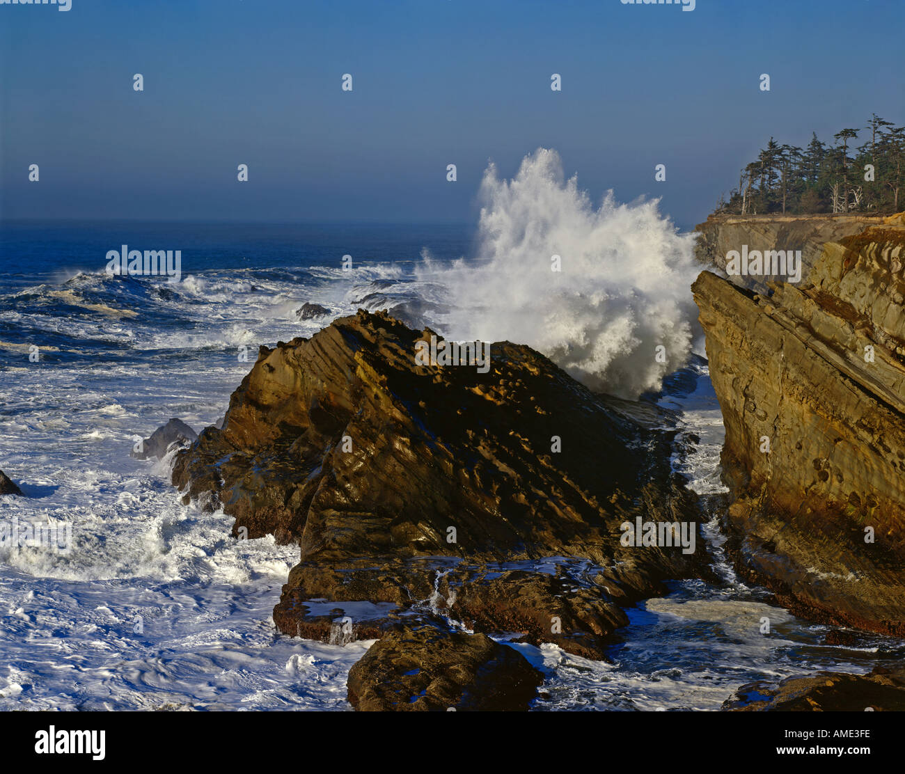 Shore Acres State Park near Charleston on the Oregon Coast showing huge ...