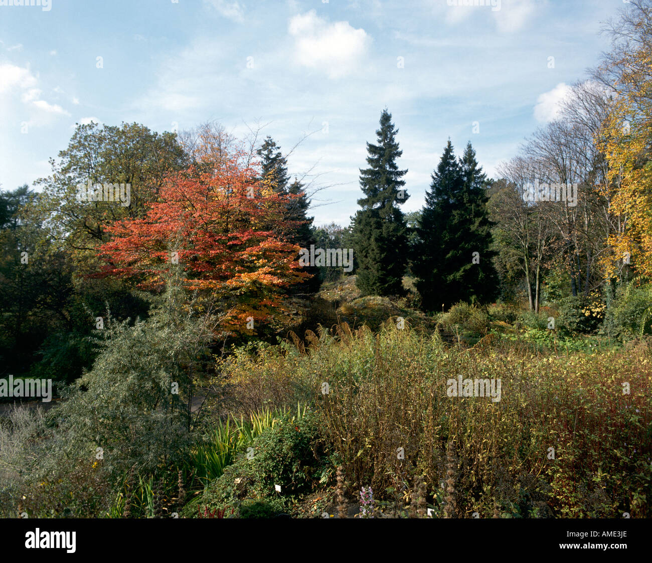 Mature colourful shrubs and specimen trees in a wild part of Berlin s ...