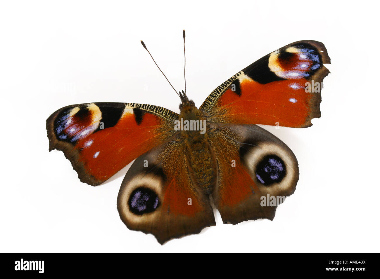 Peacock Butterfly Inachis io Stock Photo - Alamy